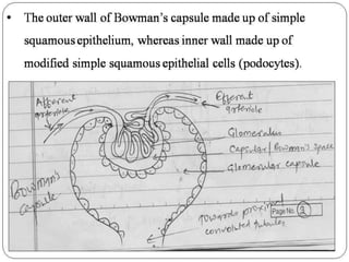Urinary system hap sughosh | PPT