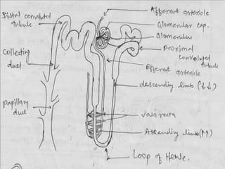 Urinary system hap sughosh | PPT