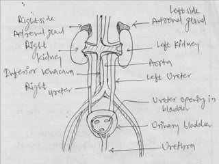 Urinary system hap sughosh | PPT