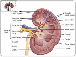 Urinary system hap sughosh | PPT