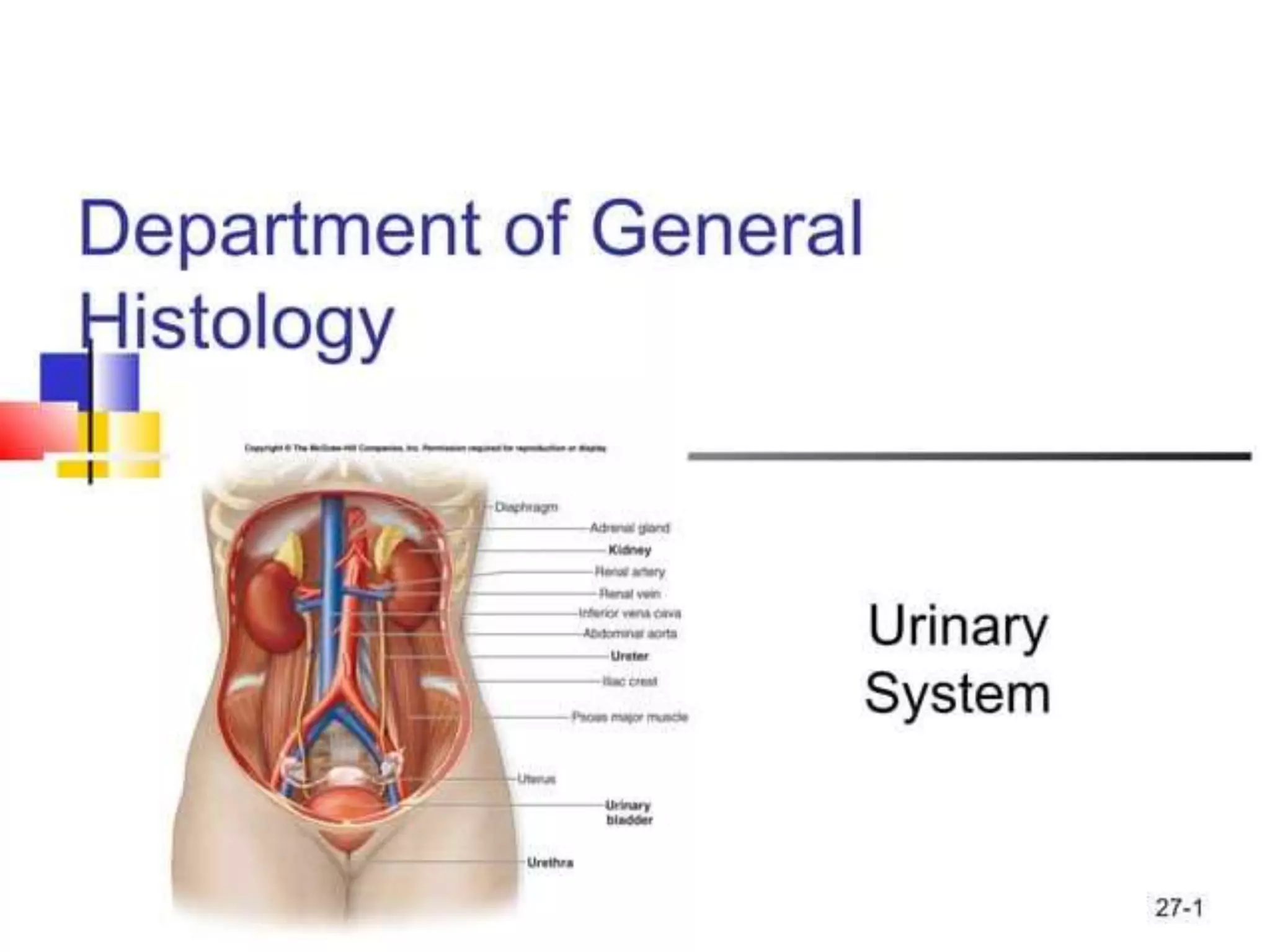 Urinary System Histology.pptx