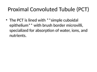 Urinary_System_Histology.pptxciidifidufufufufu | PPT