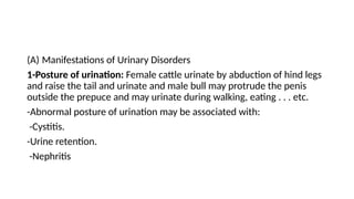 Urinary System in Large animals (Ruminants).pptx