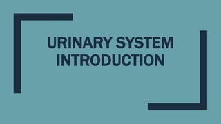 Urinary system introduction.pptx