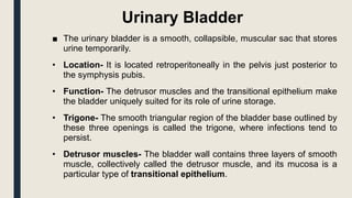 Urinary system introduction.pptx