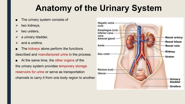 Urinary system introduction.pptx | Free Download