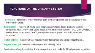 anatomy urinary system lec 3 with voice.pptx