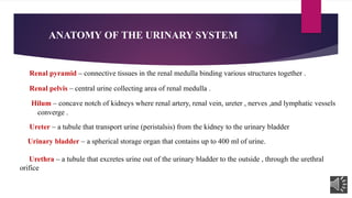 anatomy urinary system lec 3 with voice.pptx