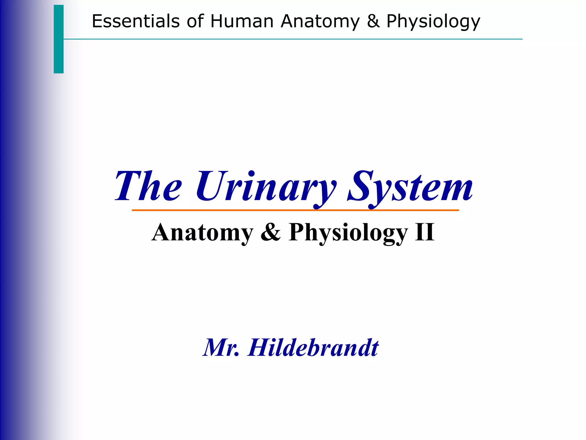 Urinary System Notes | PPT
