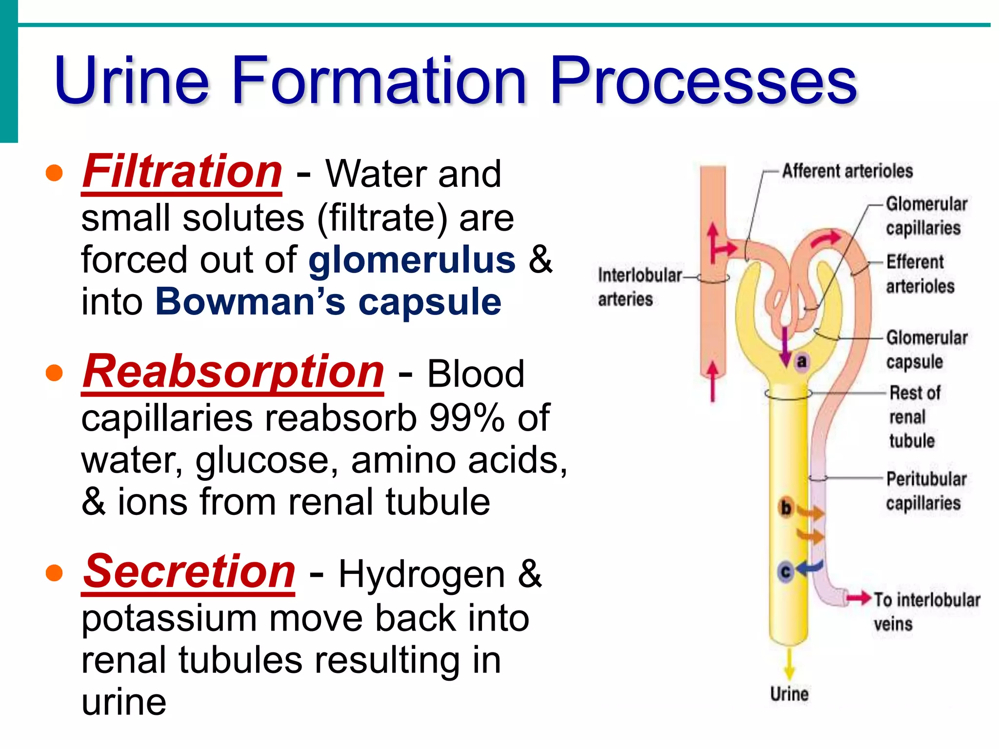 Urinary System Notes | PPT