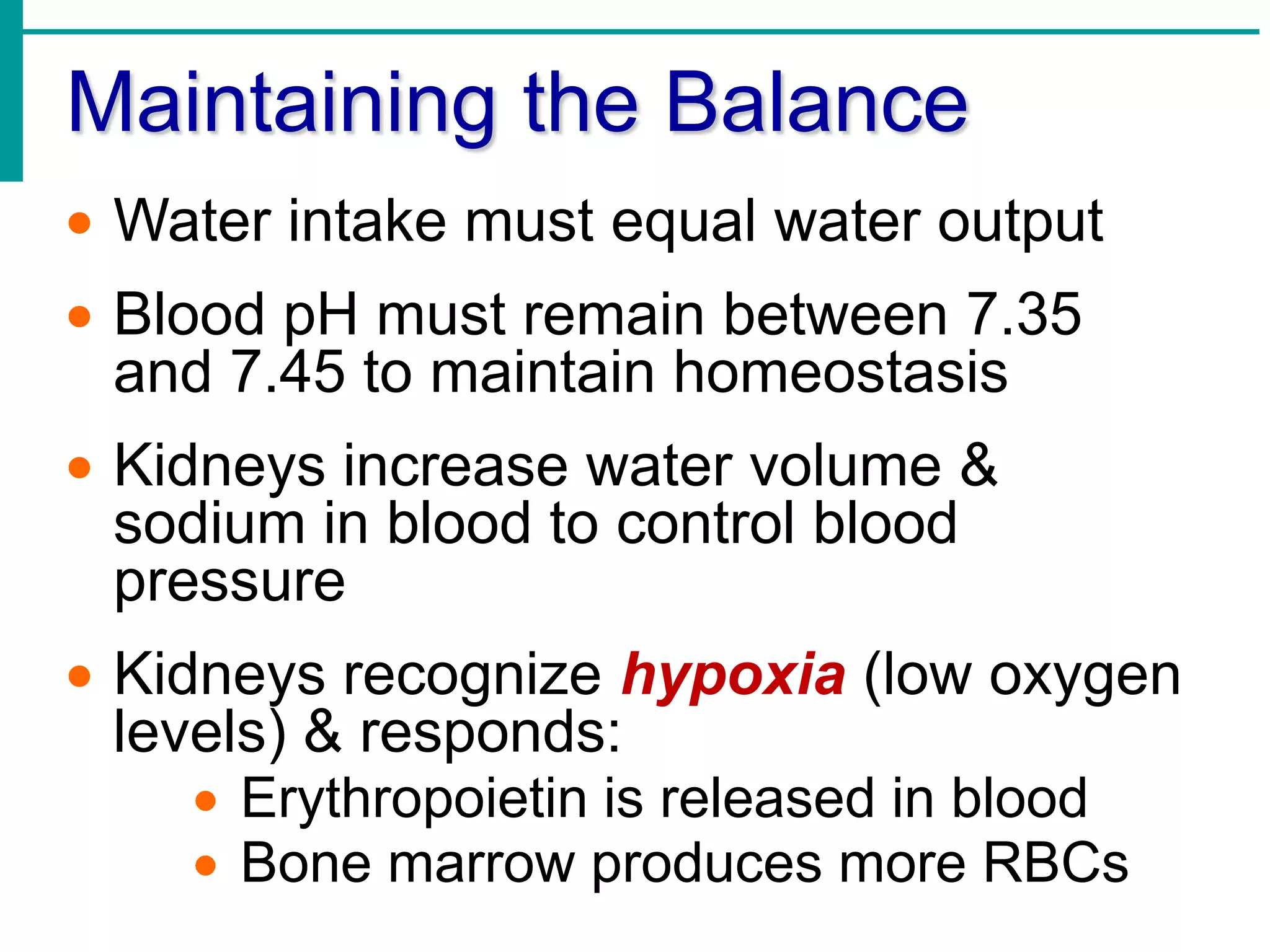 Urinary System Notes | PPT