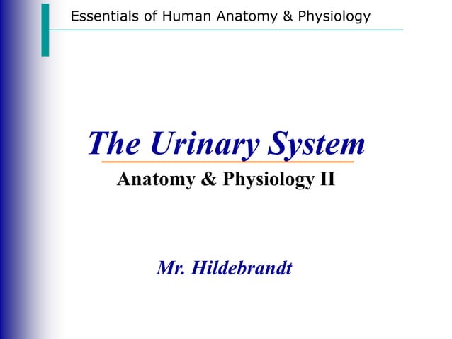 Urinary System Notes | PPT | Chemistry | Science