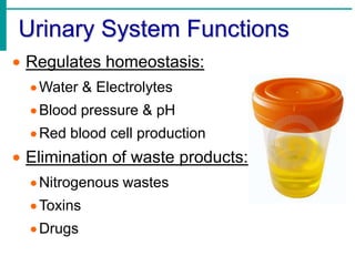 Urinary System Notes | PPT