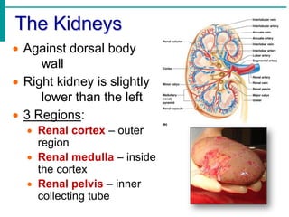 Urinary System Notes | PPT