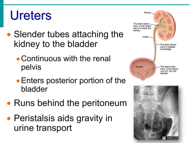 Urinary System Notes | PPT | Chemistry | Science