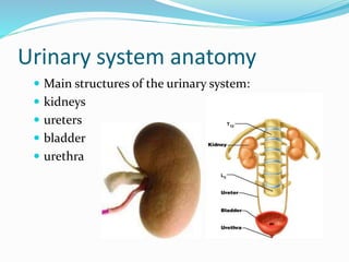 Urinary system of goat(1) dvm first semester | PPTX