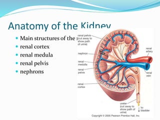 Urinary system of goat(1) dvm first semester | PPTX