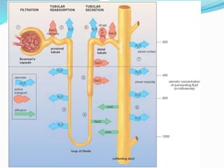 Urinary system of goat(1) dvm first semester | PPTX