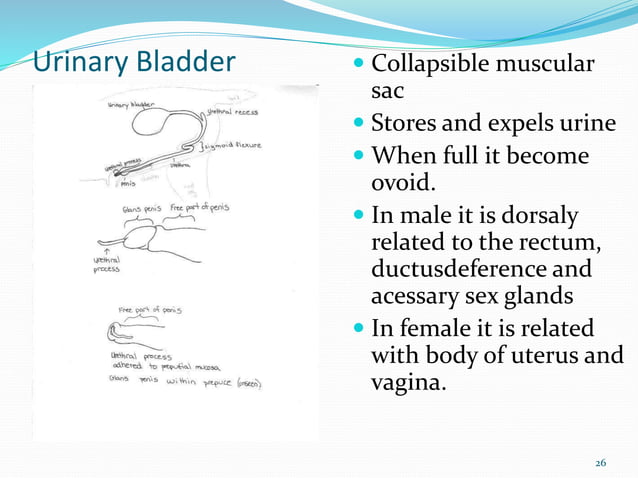 Urinary system of goat(1) dvm first semester | PPTX