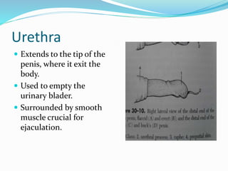 Urinary system of goat(1) dvm first semester | PPTX