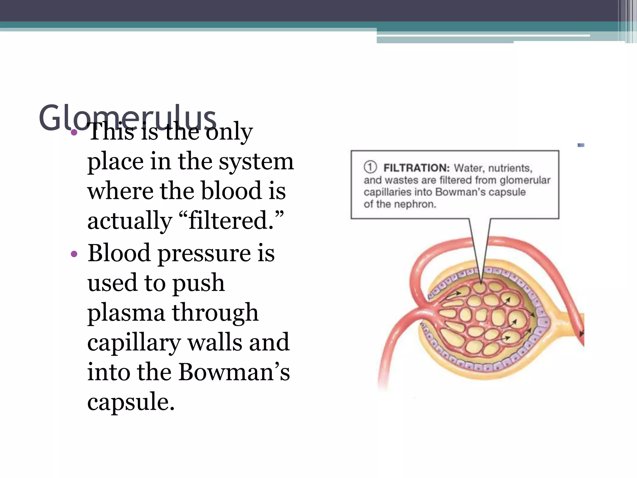 Urinary system of goat 1 | PPTX