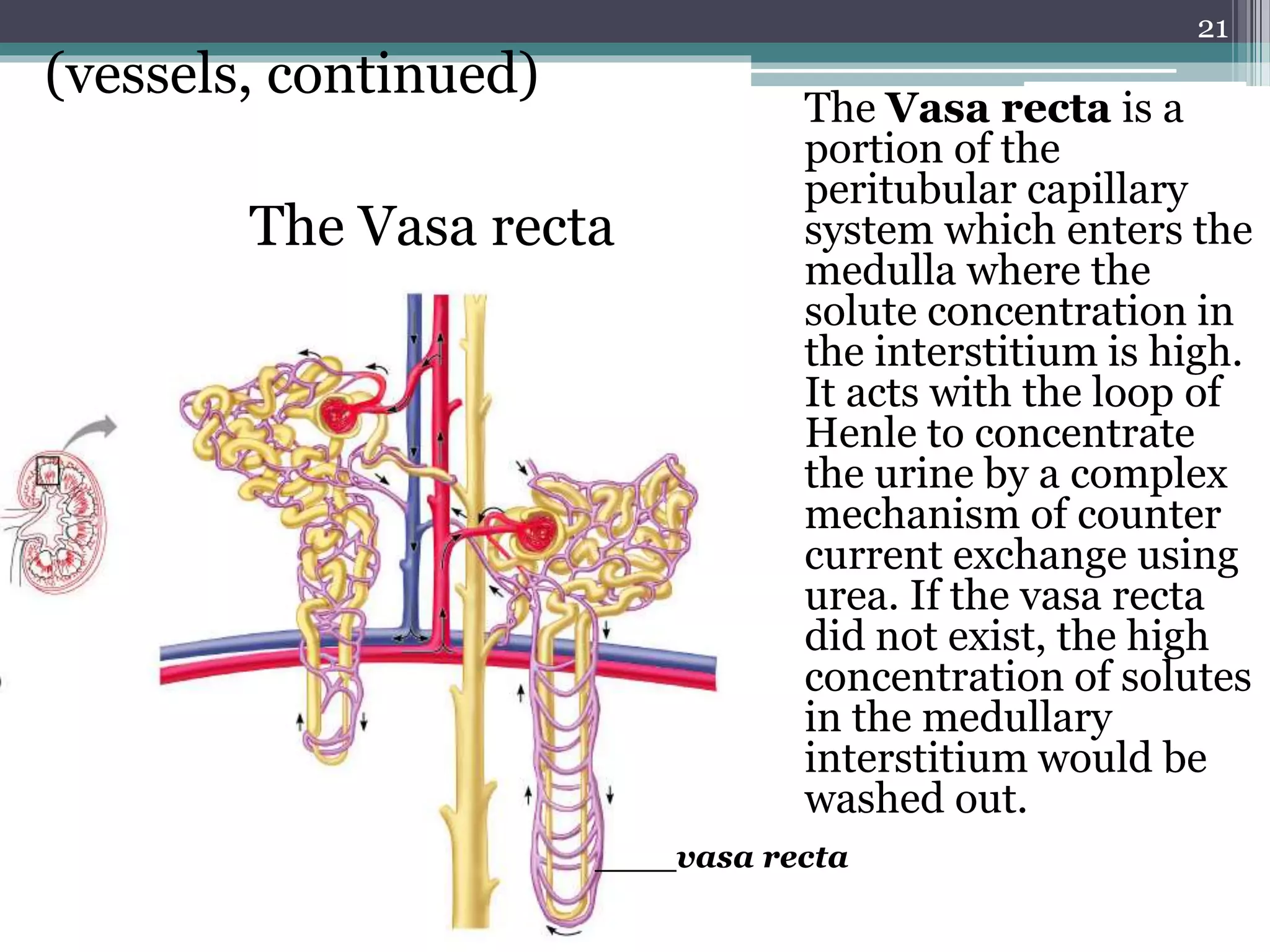 Urinary system of goat 1 | PPTX