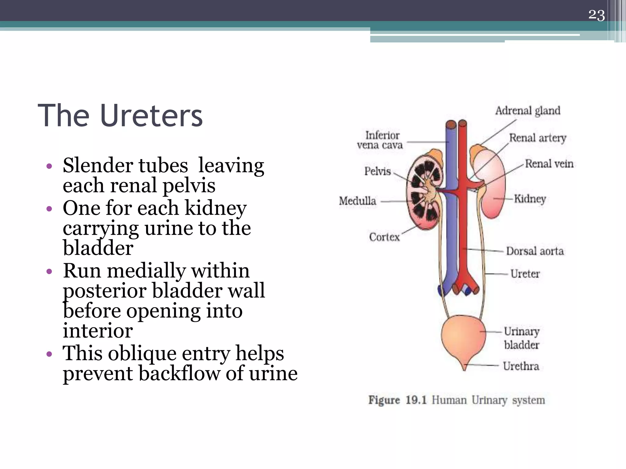 Urinary system of goat 1 | PPTX