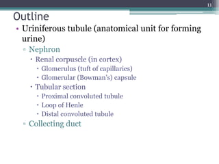 Urinary system of goat 1 | PPTX
