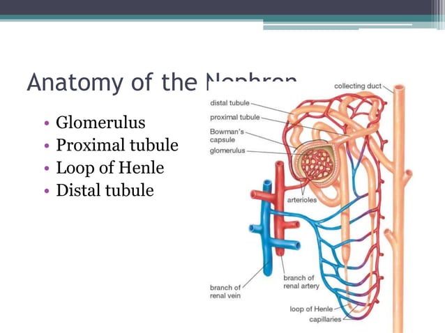 Urinary system of goat 1 | PPTX