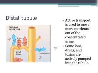 Urinary system of goat 1 | PPTX