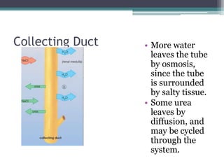 Urinary system of goat 1 | PPTX