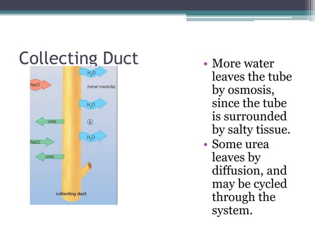 Urinary system of goat 1 | PPTX