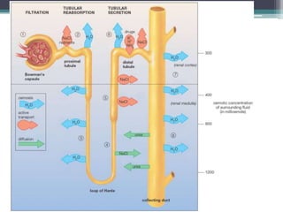 Urinary system of goat 1 | PPTX