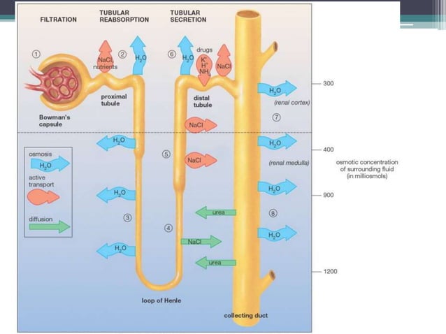 Urinary system of goat 1 | PPTX