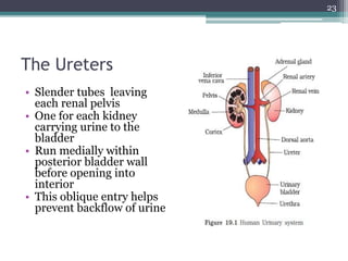 Urinary system of goat 1 | PPTX