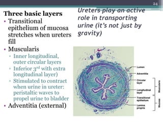 Urinary system of goat 1 | PPTX