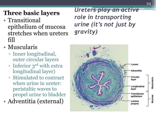 Urinary system of goat 1 | PPTX
