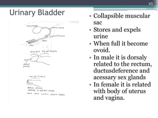 Urinary system of goat 1 | PPTX