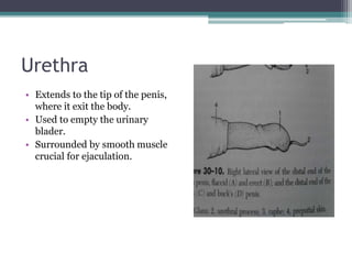Urinary system of goat 1 | PPTX