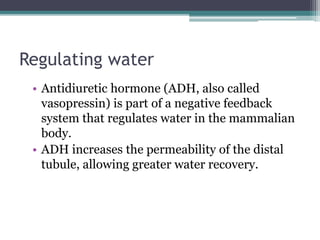 Urinary system of goat 1 | PPTX