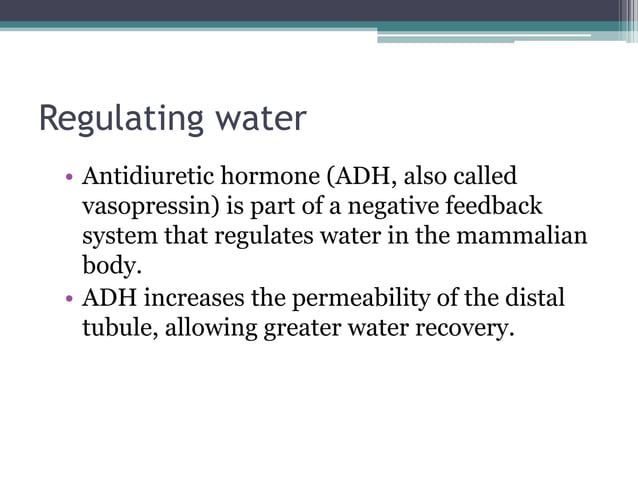 Urinary system of goat 1 | PPTX