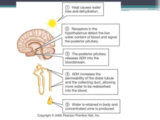 Urinary system of goat 1 | PPTX