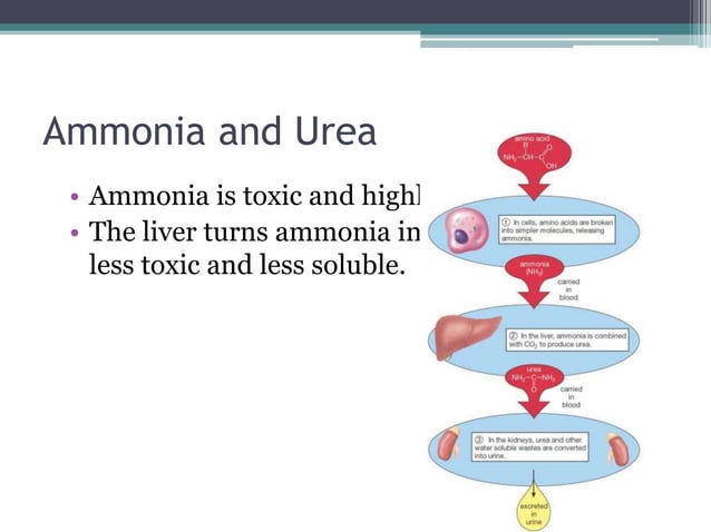 Urinary system of goat 1 | PPTX