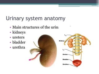 Urinary system of goat 1 | PPTX
