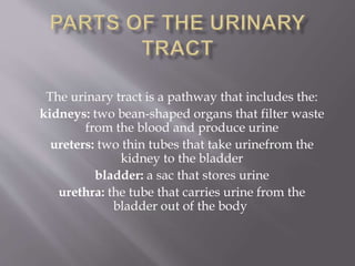 Urinary system of infants and children | PPTX