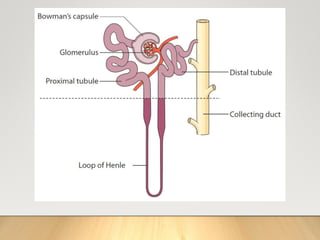 General Anatomy of Urinary System Part 1 | PPT