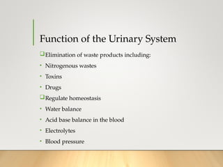 General Anatomy of Urinary System Part 1 | PPT