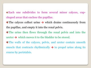 Urinary system part I | PPT