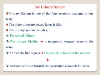 Urinary system part I | PPT