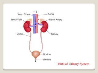 Urinary system part I | PPT
